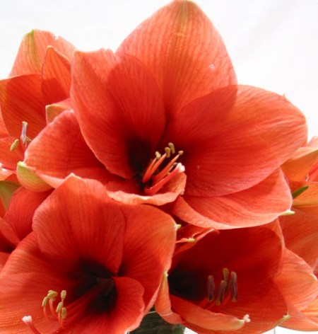 Plant Care – Blooming Thoughts