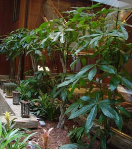 The Chinese Money Tree: Luck be a Tree Tonight – Blooming Thoughts